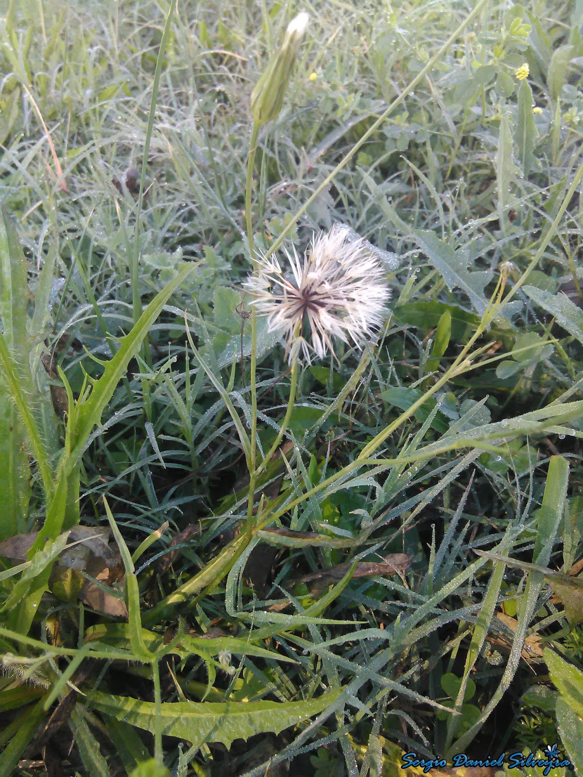 Flora Nativa de Entre Ríos