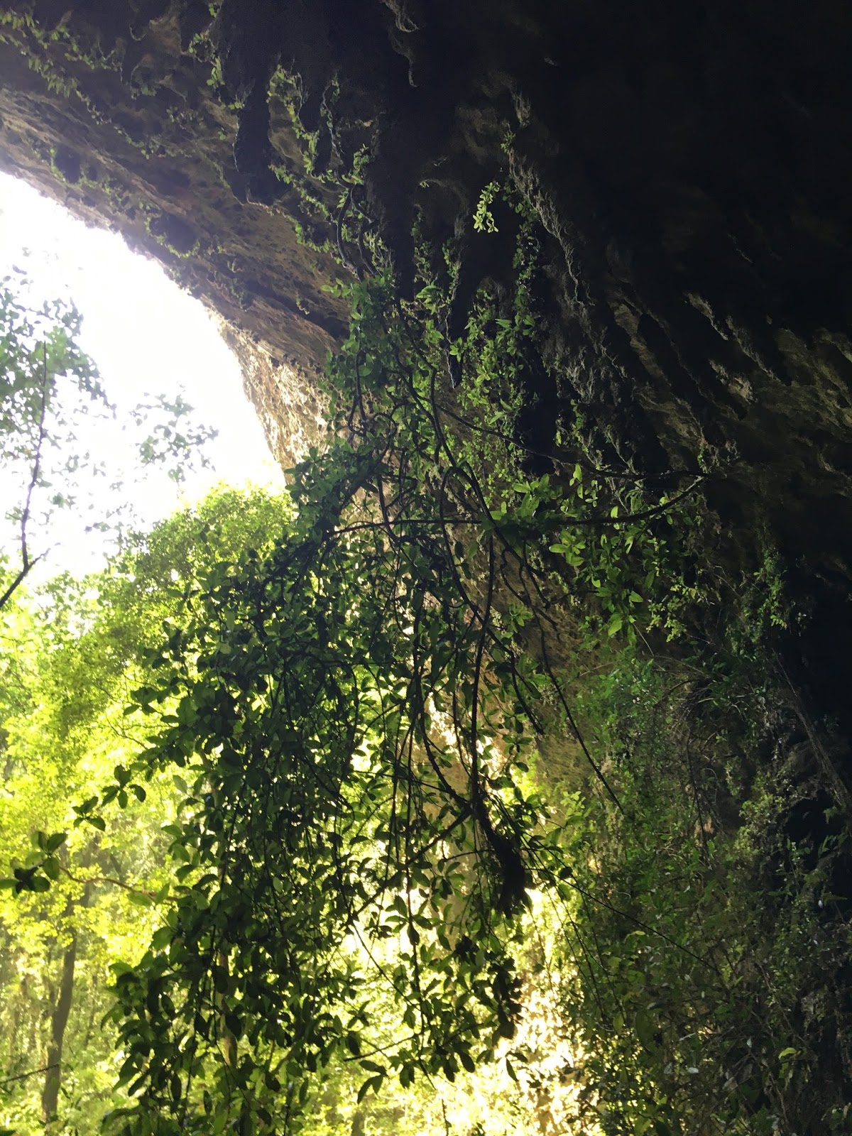 ReedTroyPuertoRicoAdventure: Visiting the Camuy River Cave Park