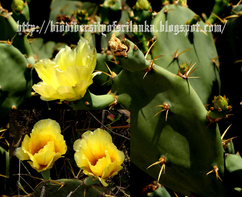 Biodiversity of Sri Lanka: කටු පතොක්/Katu Pathok (Opuntia dillenii)