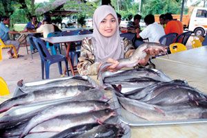 KAKI PANCING: About Fish Sembilang