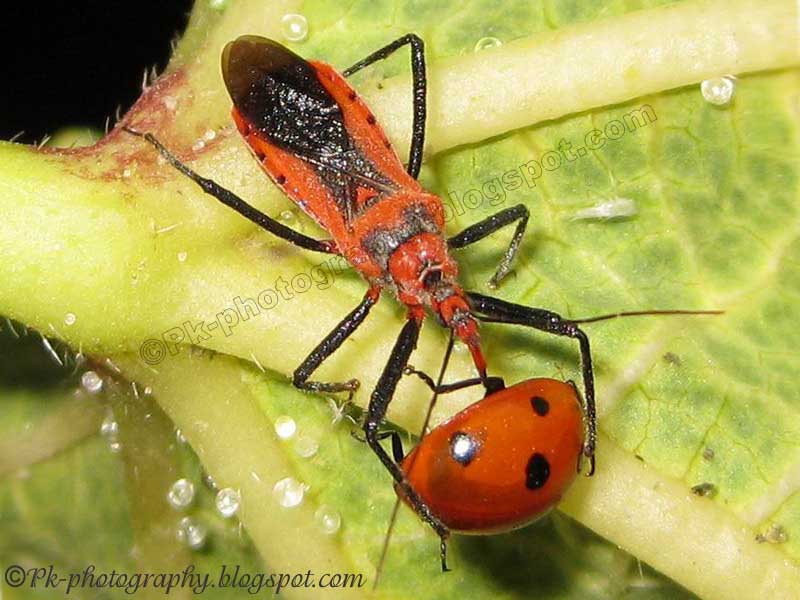 Assassin Bugs | Nature, Cultural, and Travel Photography Blog