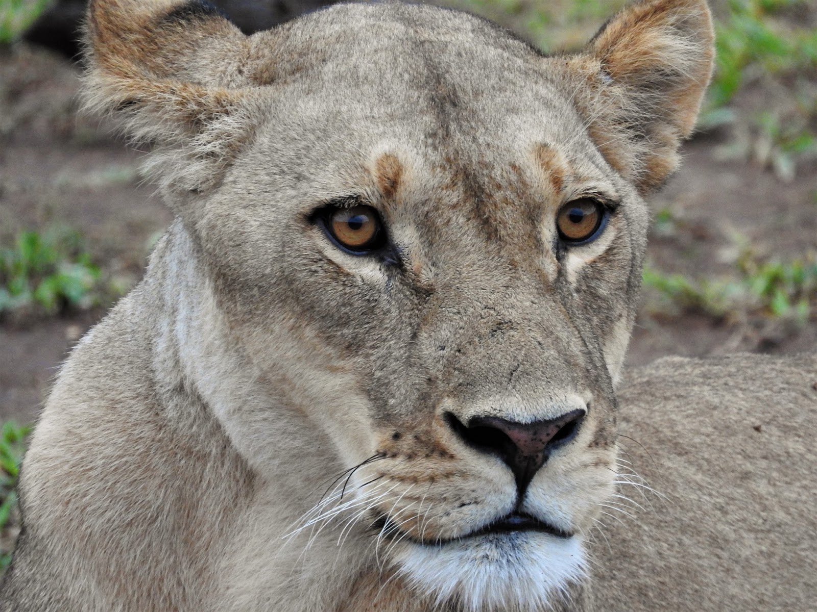 The Girl with the Panda Tattoo: Overland Africa: The Wildlife