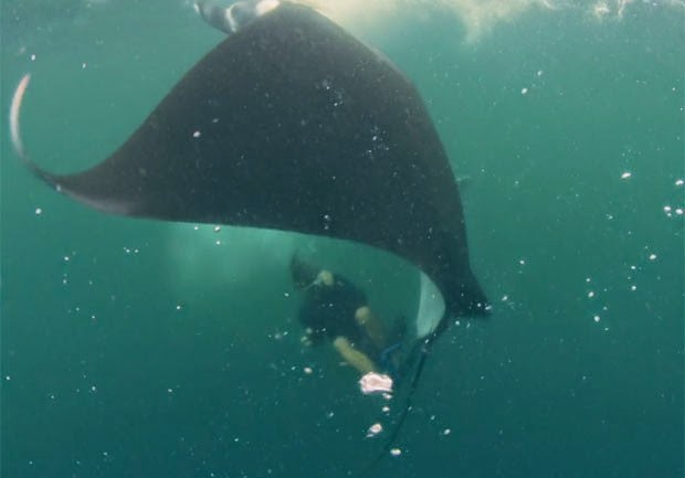 No Mar Profundo: Arraia-jamanta