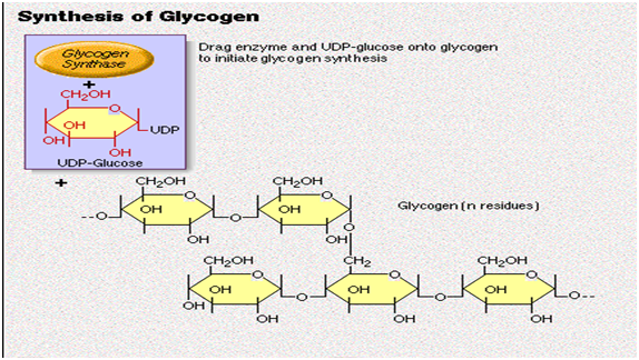 Regulasi Metabolisme Glikogen ~ Val Rein's blog