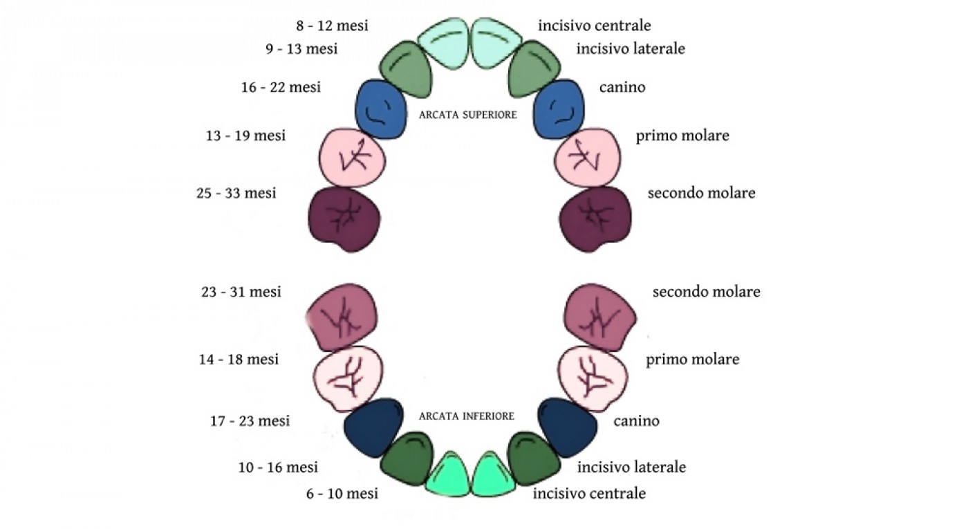 Numerazione denti - Dentista 24 ore Milano