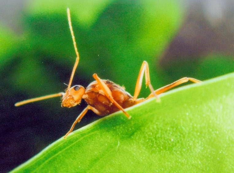 Naturalist's World - Dr Abe V Rotor : Rediscovering the Medicinal Value ...