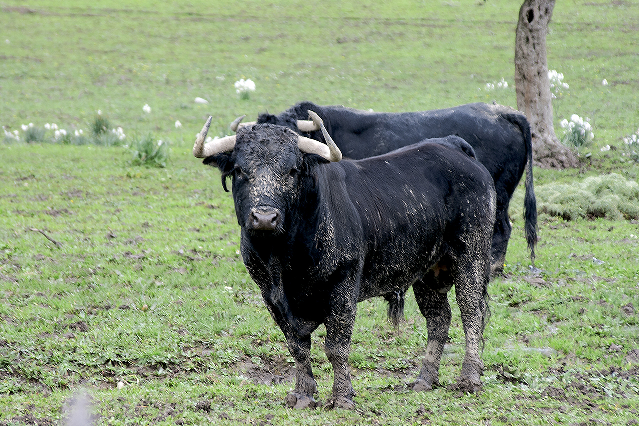 Entorno a Jerez: De toros, vacas y bueyes.El ganado vacuno en la ...