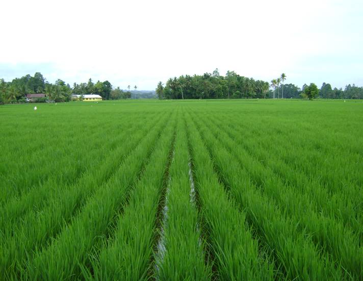 Biotek Agriculture and Aquaculture: Tanaman Padi Yang Sehat Dan Subur