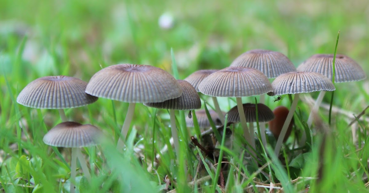 Paddestoelen: Psathyrellaceae