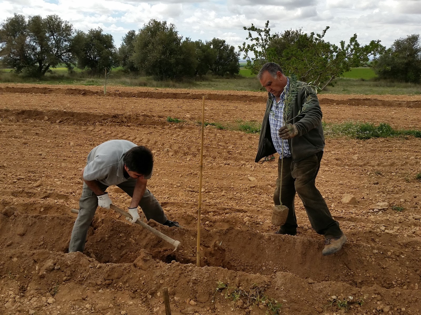 Planting olive trees. Traditional method