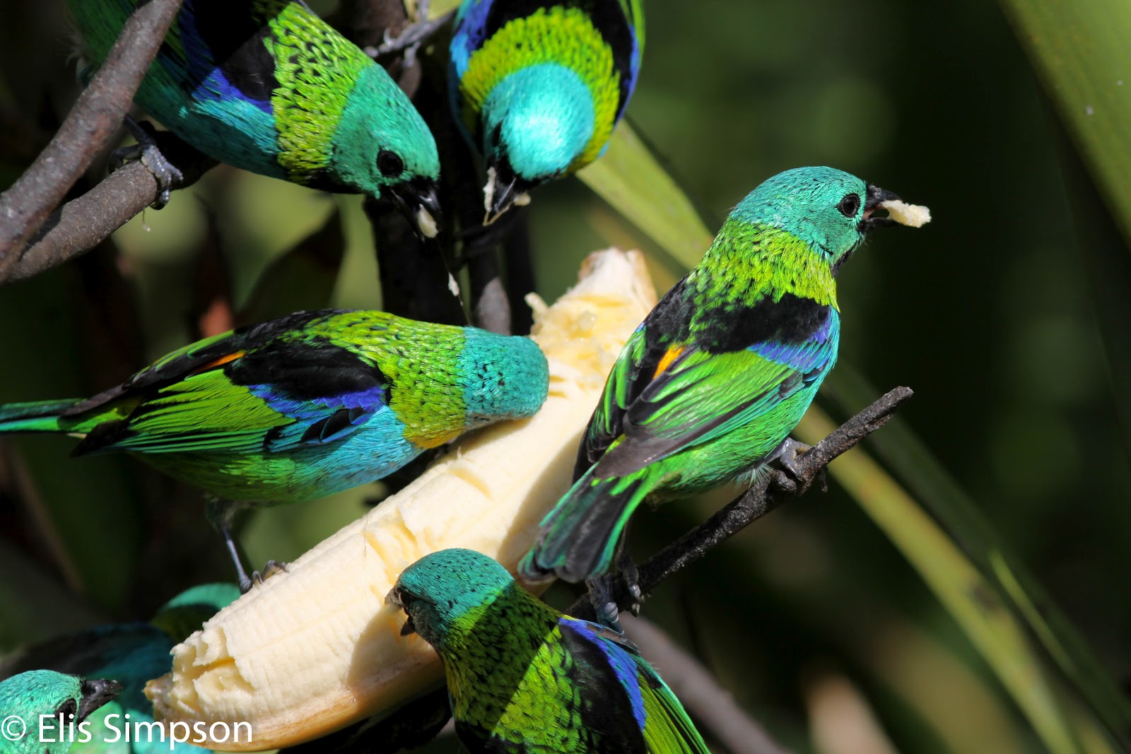 Rick Simpson Birding: Tanagers in Brazil