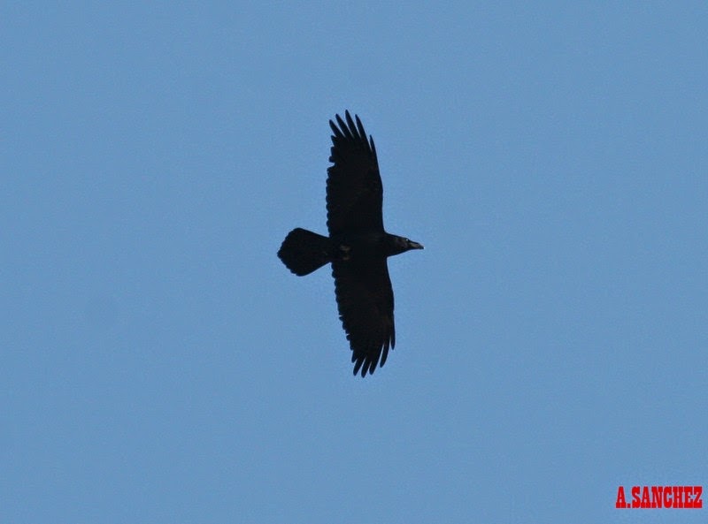 Aves de Aragón : mayo 2014