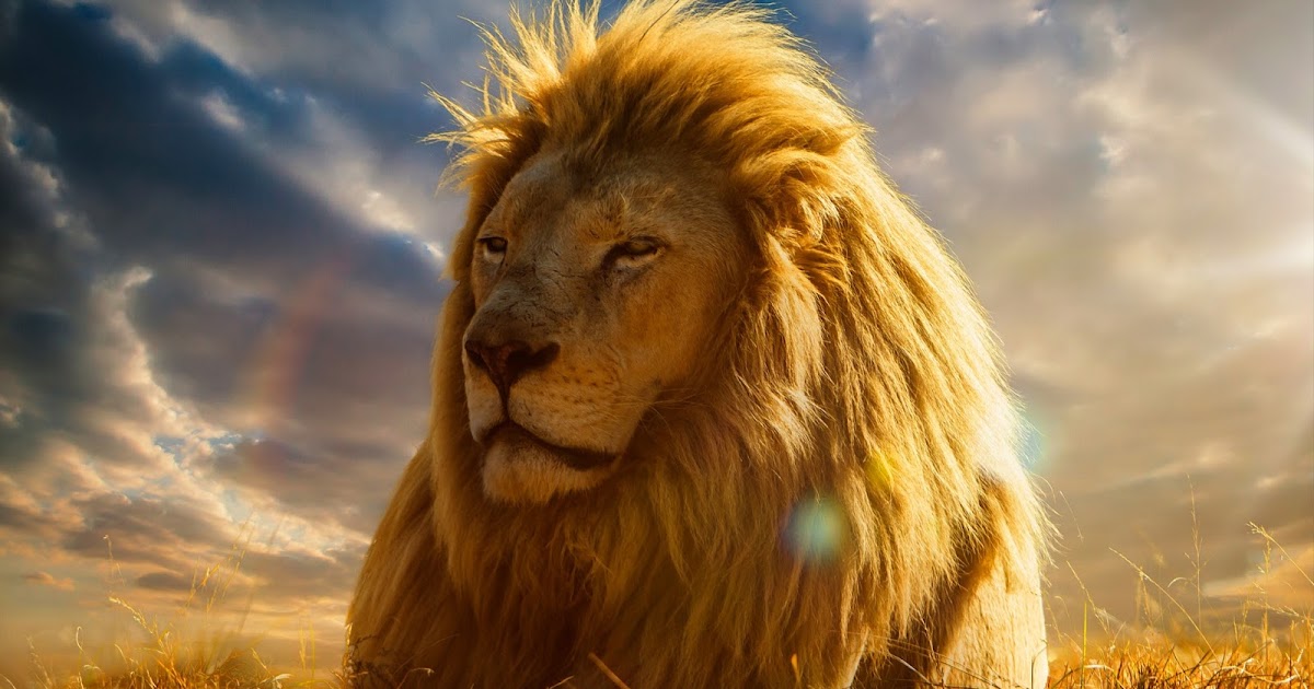23+ Gambar Dan Ciri Hewan Singa