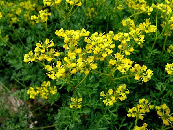 Belleza Natural del Sumapaz: Ruda- JOSÉ ARMANDO RICARDO RODRIGUEZ- 6-03