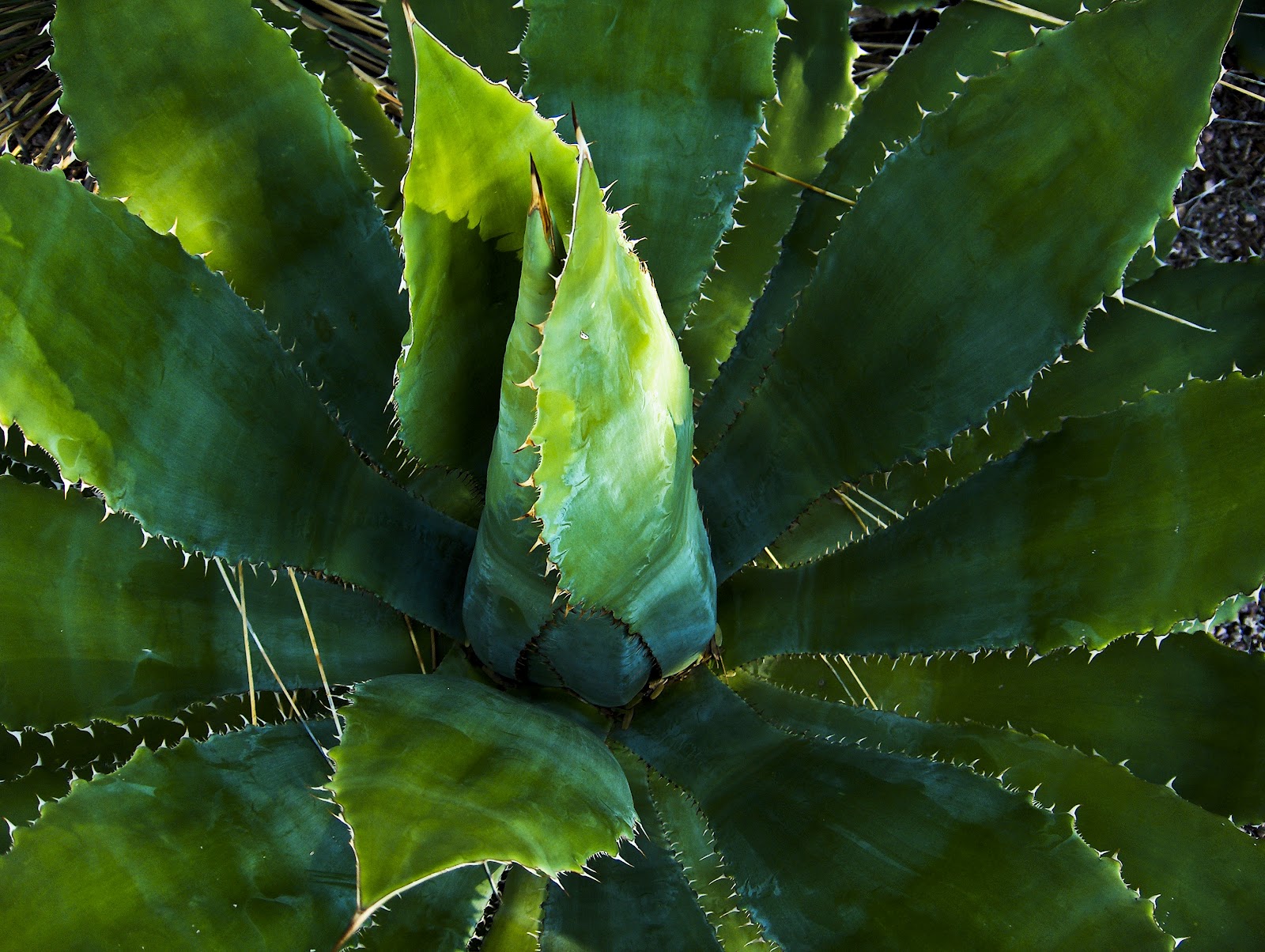 Walking Arizona: Agave Revisited