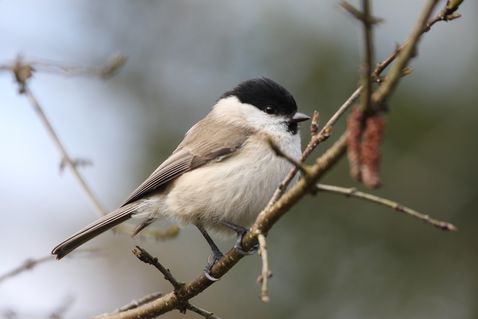 Zac Hinchcliffe's Birding Blog: Bogey Bird doesn't stop amazing day ...