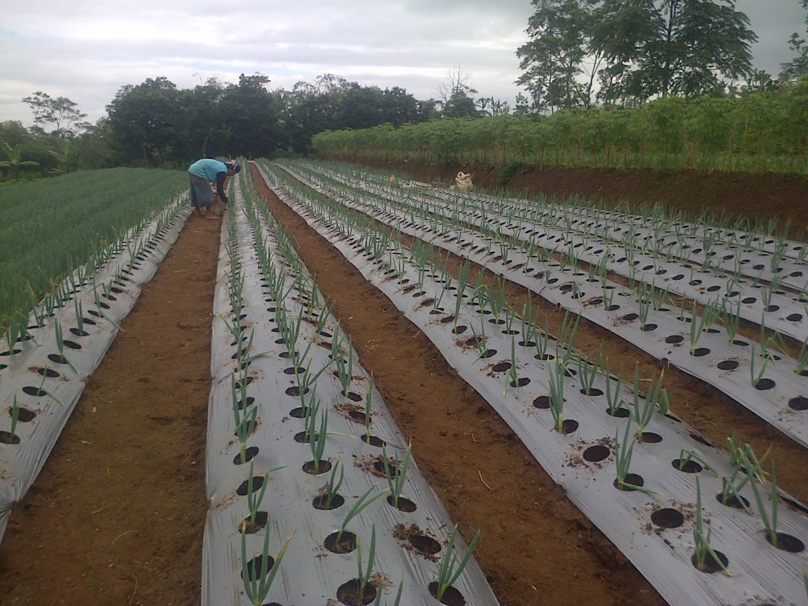 BUDIDAYA PERTANIAN: budidaya bawang daun