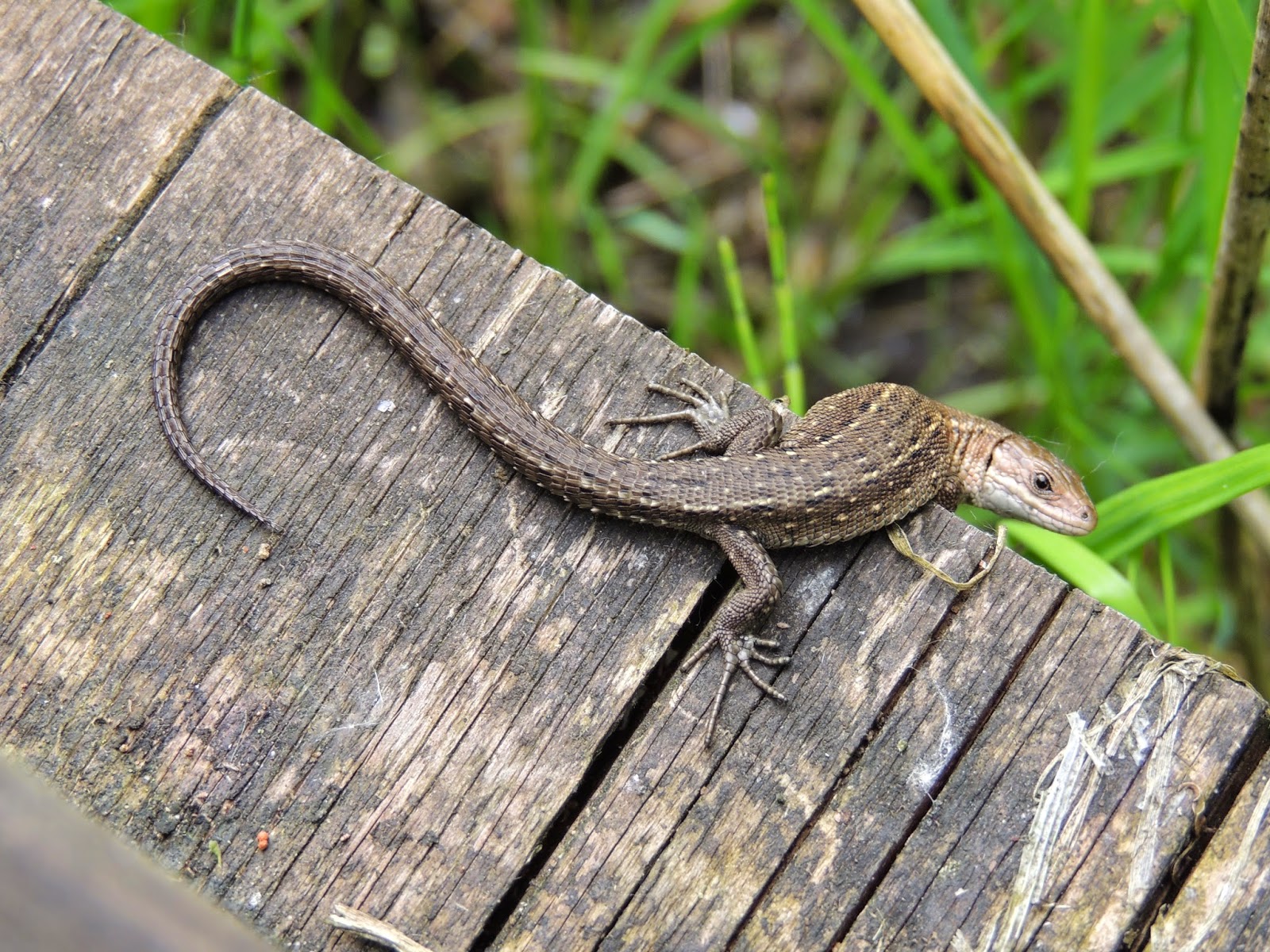 Plovers Blog: Common Lizard