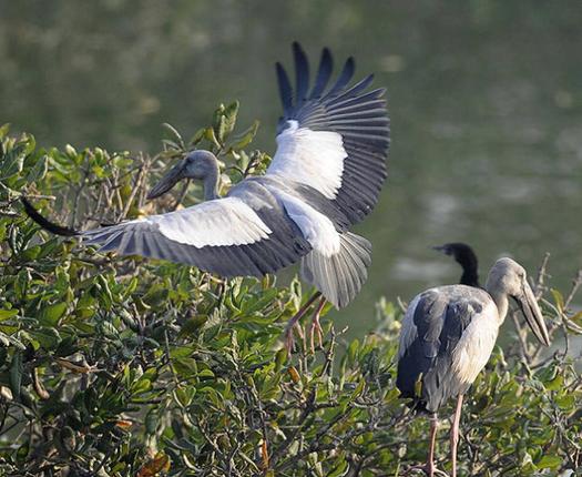 Tamilnadu Tourism: Karikili Bird Sanctuary, Kancheepuram