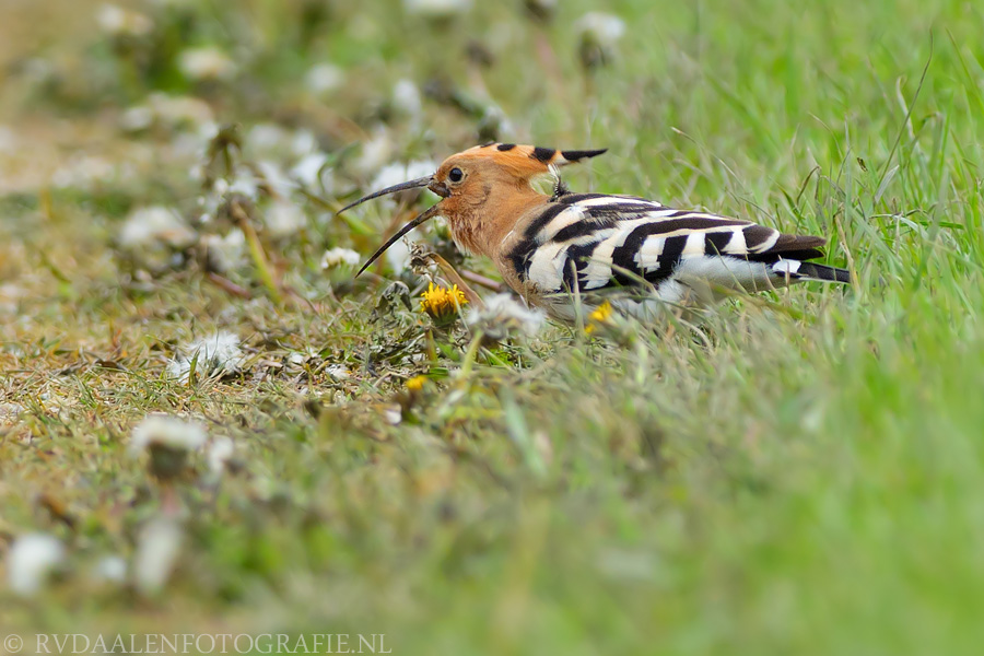Vogel- en Natuurfotografie door Remco van Daalen: De Hop (Hoopoe, Upupa ...