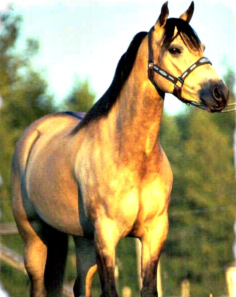 All Animals: Caballo cimarrón