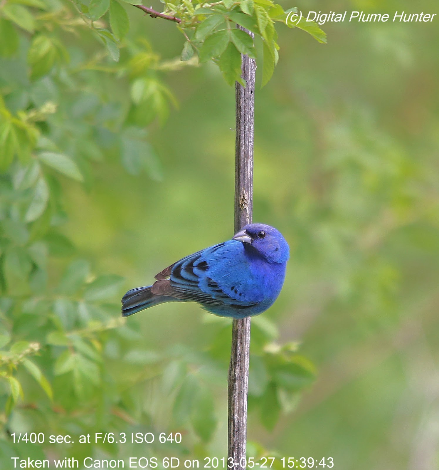 Hunting Digital Plumes in the US and Beyond: Indigo Bunting, Blue ...