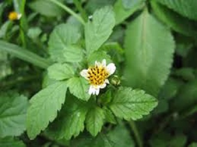 Khasiat Daun Sangga Langit Untuk Kesehatan Tubuh