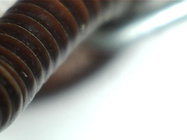 O MUNDO DOS INSETOS: gongolo