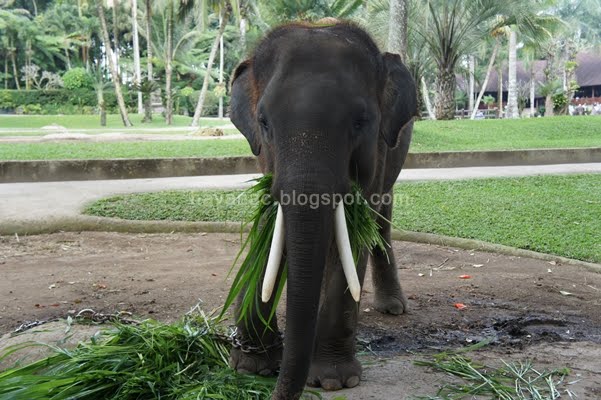 Havana QQ Travel Blog: Sumatran Elephant, Uluwatu, Dreamland & Jimbaran