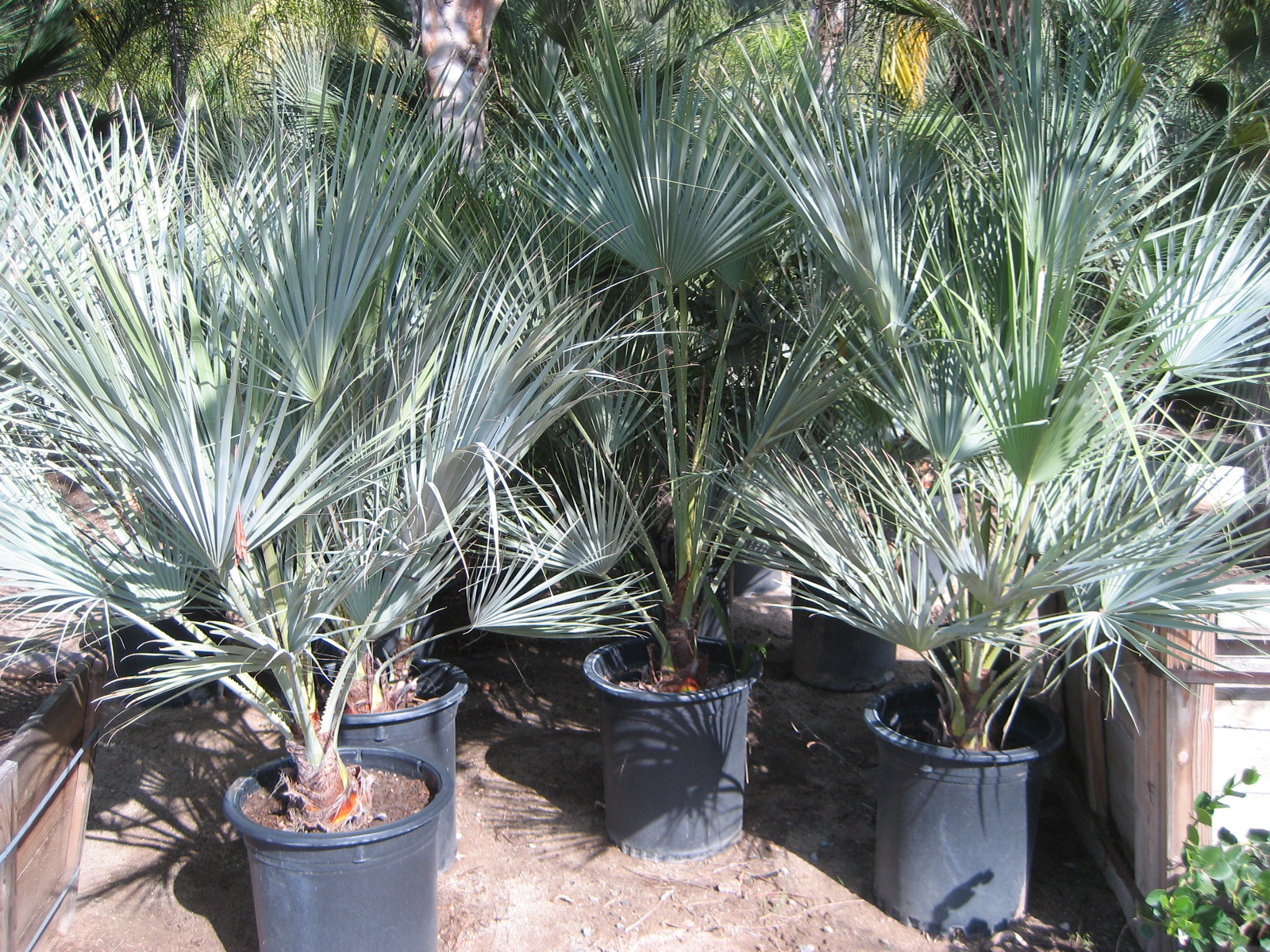 Gregory Palm Farms : WHY HAVE A PLAIN GREEN LANDSCAPE WHEN YOU CAN HAVE ...