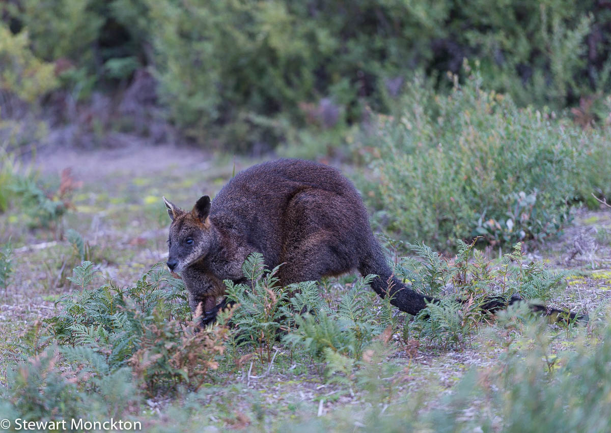 Paying Ready Attention - Photo Gallery: Black Wallaby / Swamp Wallaby