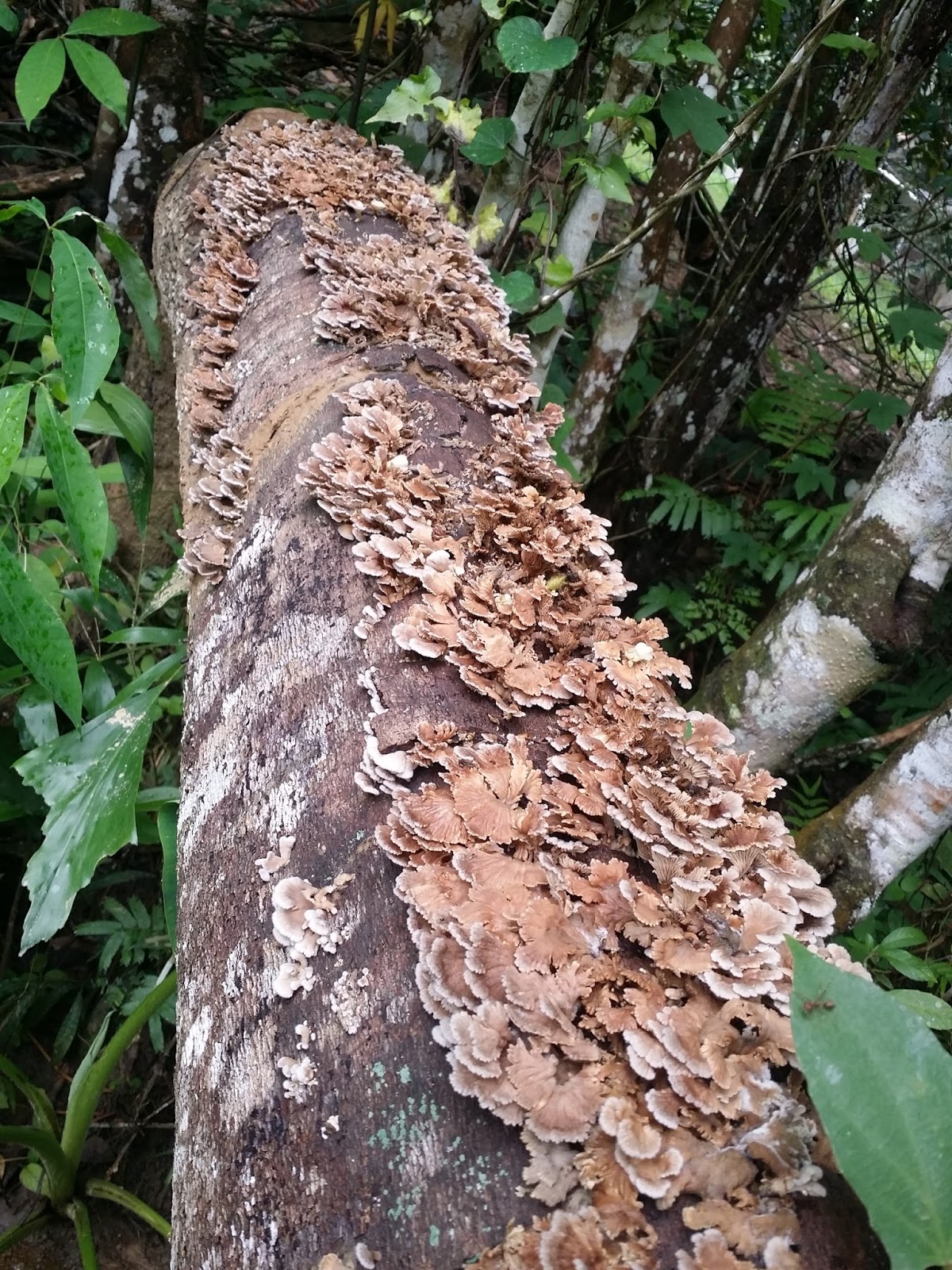Masak Kulat Sisir | AqmaFirdaus