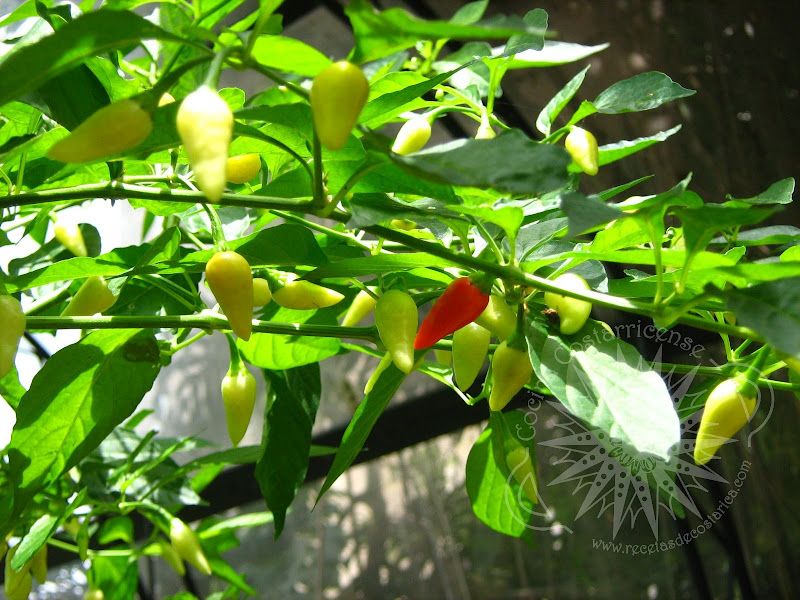 Cocina Costarricense: chilera