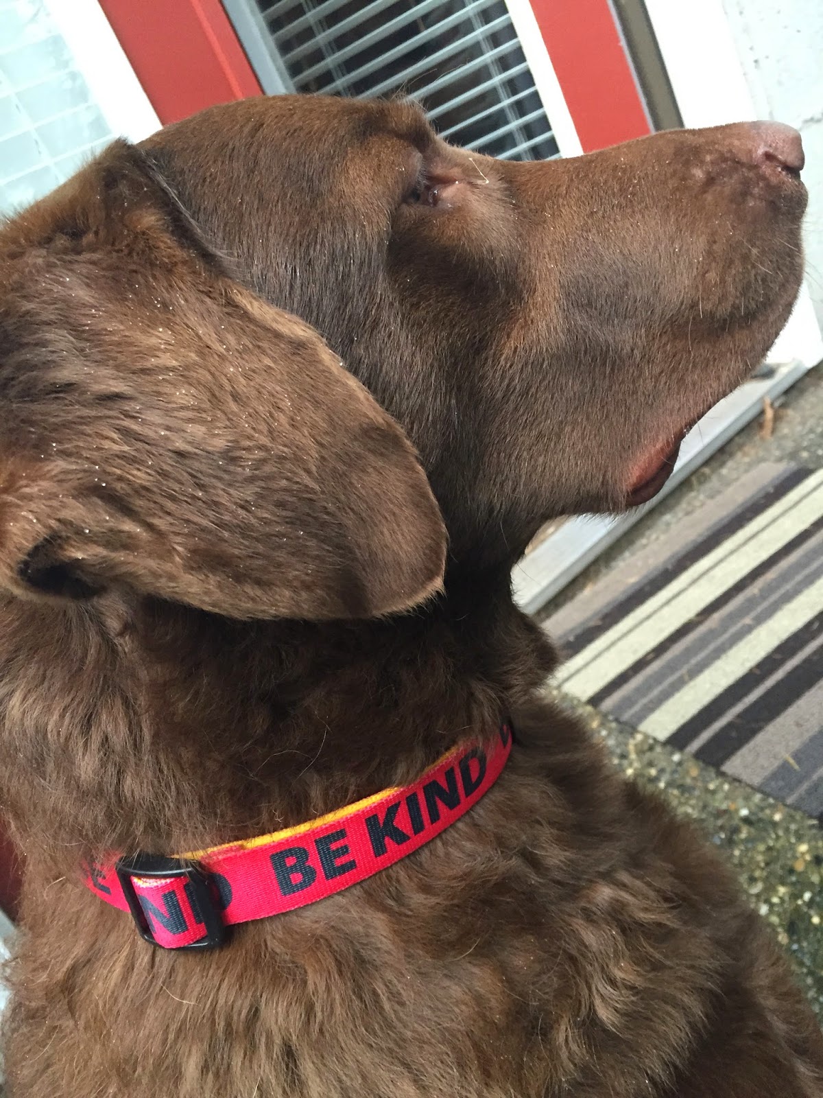 Team Toby- a dog with a blog on a kindness mission!: Dog Collars with ...