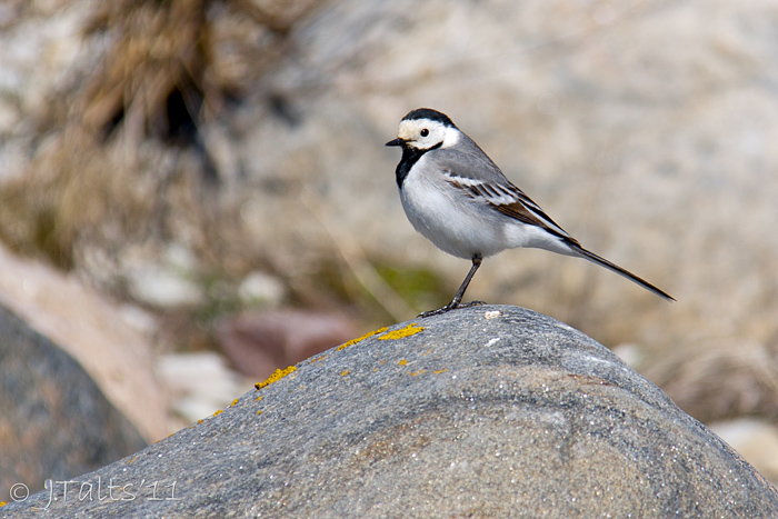 Minu hetked ...: Linavästrik