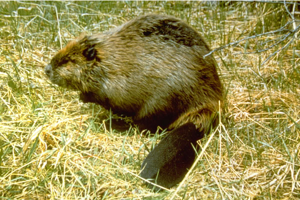 Endangered New Jersey: Busy New Jersey Beavers