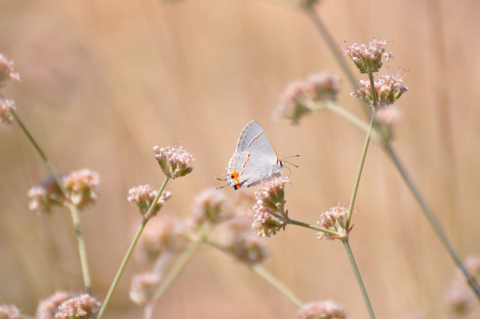 Mother Nature's Backyard - A Water-wise Garden: Gray Hairstreak ...