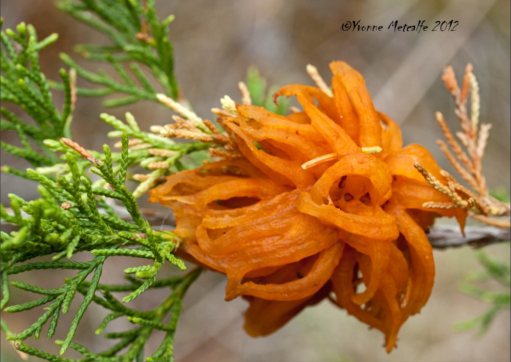 Nature Nut Lady: Cedar Apple Rust: A Funky Fungus!