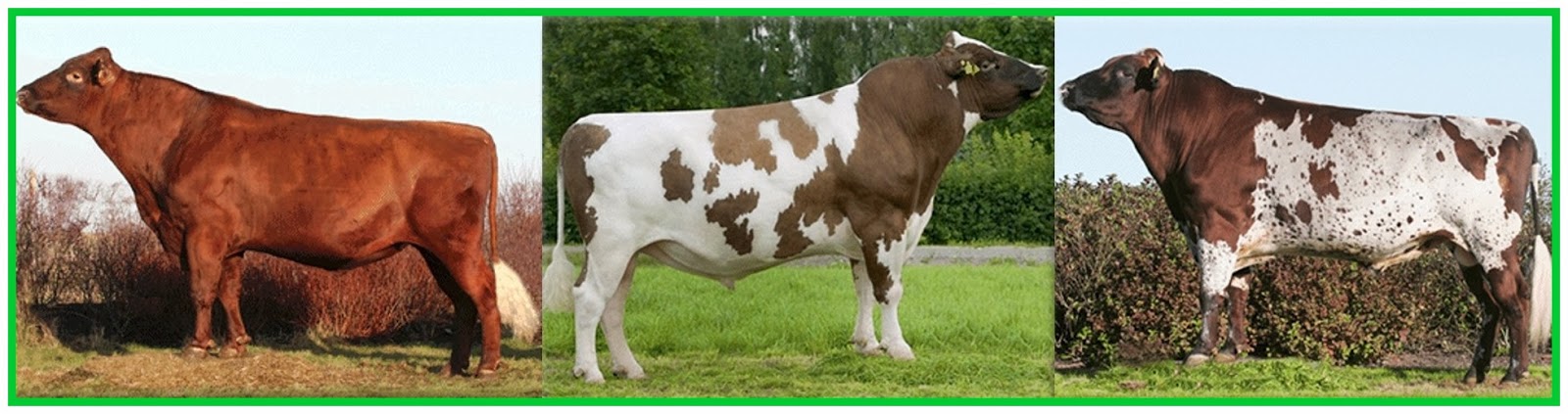 Generalidades de la Ganadería Bovina.: Sueca Rojo y Blanca o SRB