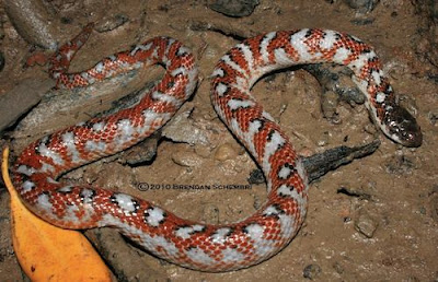 Life is short, but snakes are long: June 2012