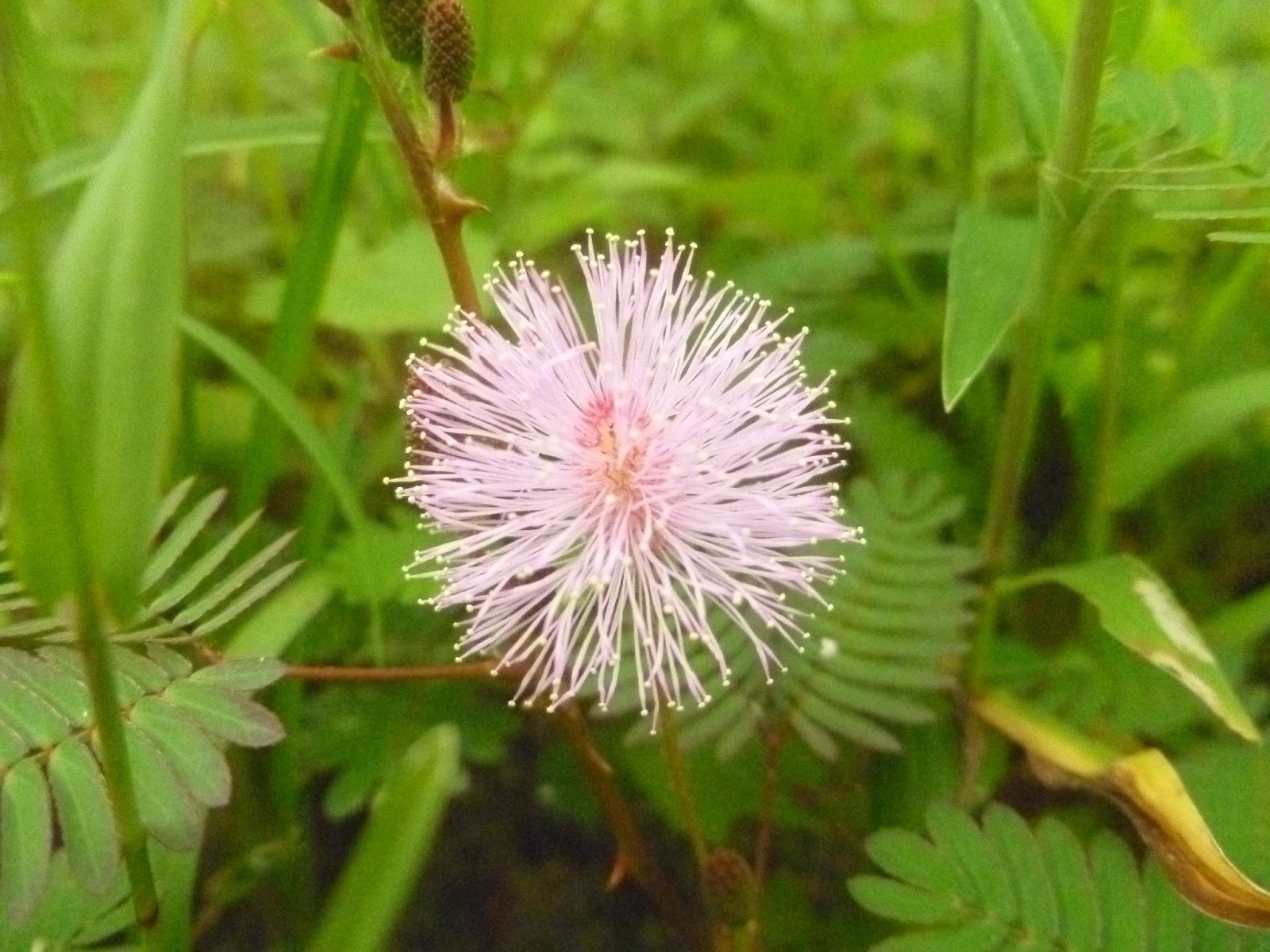 My Sweet Memory: BUNGA RUMPUT
