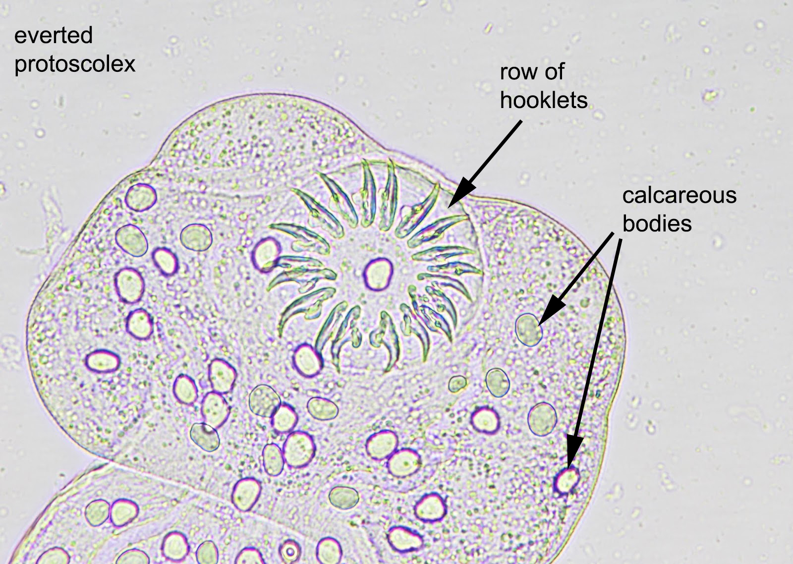 Creepy Dreadful Wonderful Parasites: March 2019