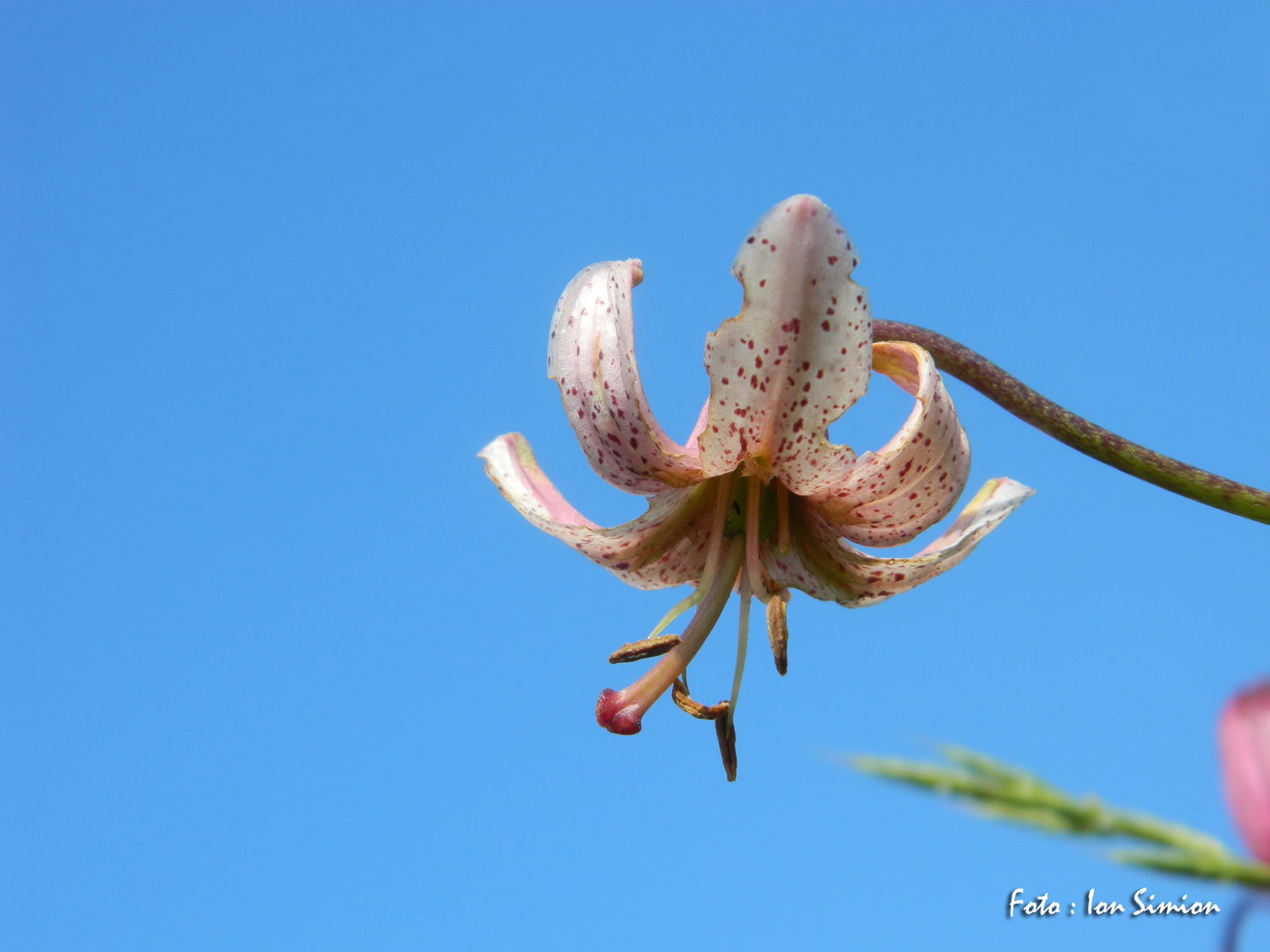 De vorba cu mine însumi: Crinul de padure