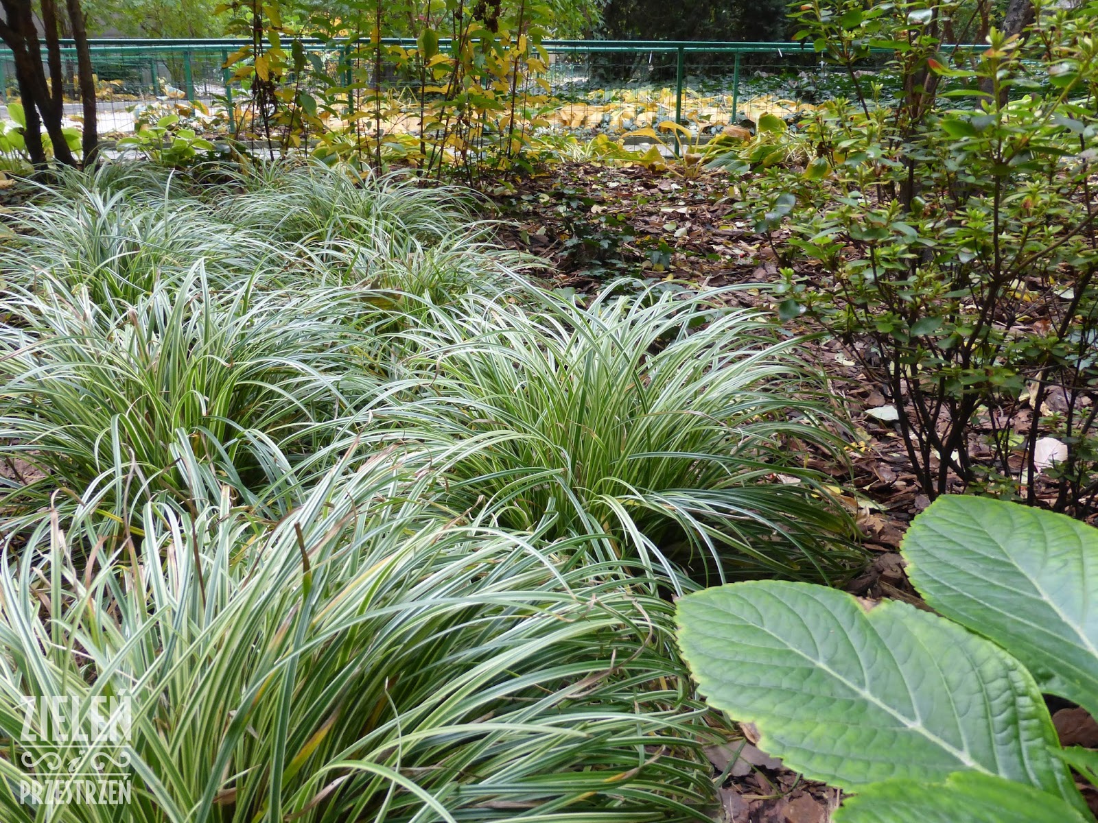 Krajobraz Ogród Architektura: Jesienne barwy w naszym ogrodzie.