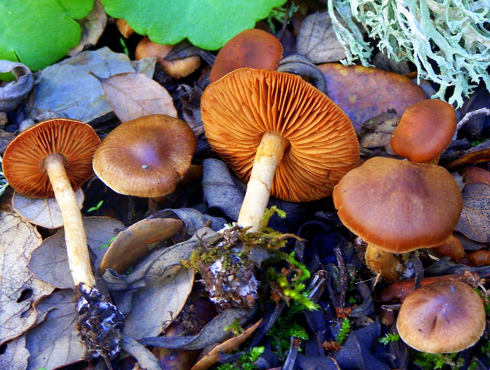 Setas Extremadura : Cortinarius Semisanguineus