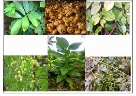 Tanaman Yang Bisa Digunakan Untuk Bahan Bio Pestisida (Bagian 2 ...