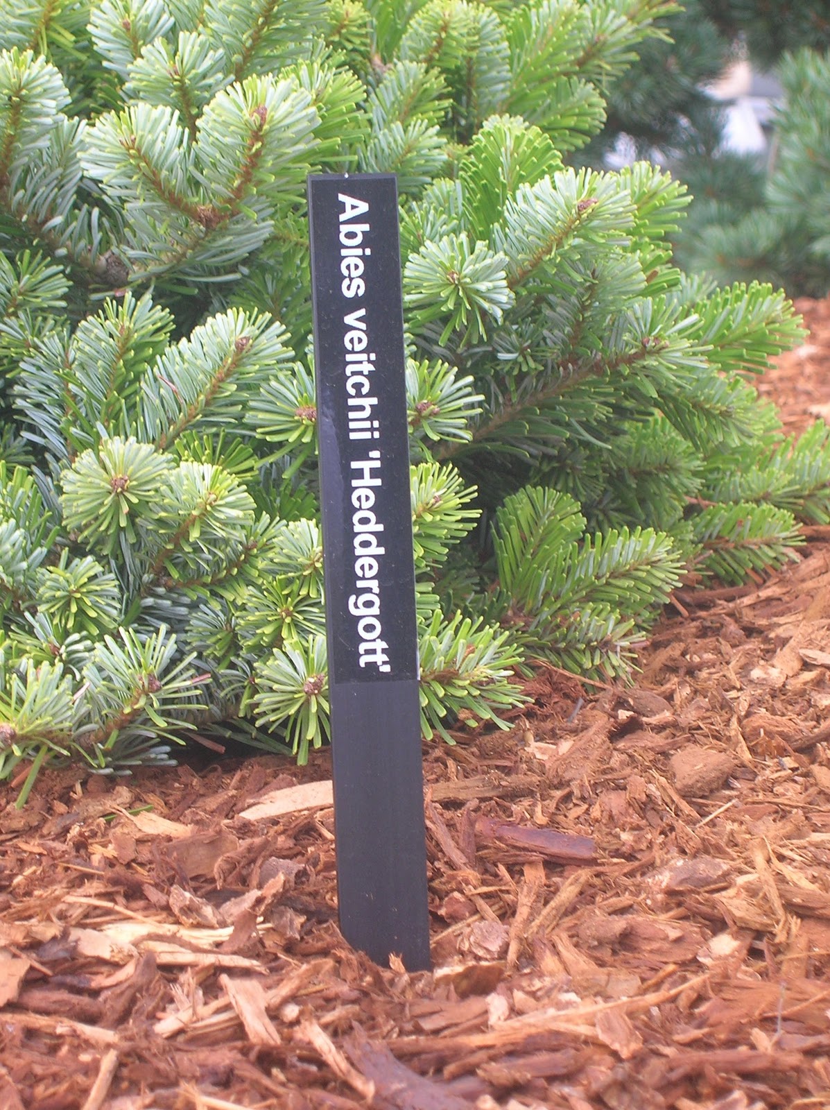 Dwarf Conifers – Plant Something Oregon