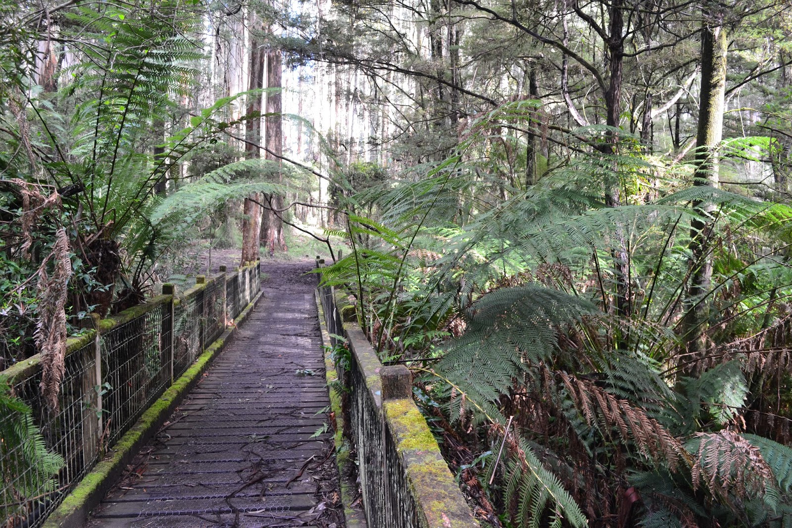 Goin' Feral One Day At A Time: Sherbrooke Forest West, Dandenong Ranges ...