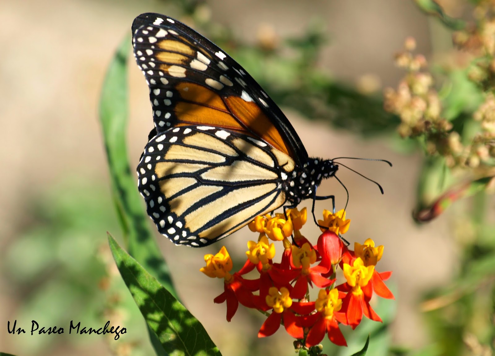 Un Paseo Manchego: Mariposa Monarca; Danaus plexippus.