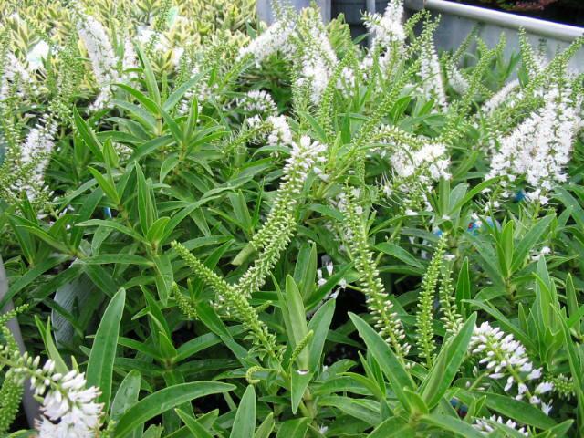 Gardening tips and good plants: Good plant #42 - Hebe 'Snowdrift'